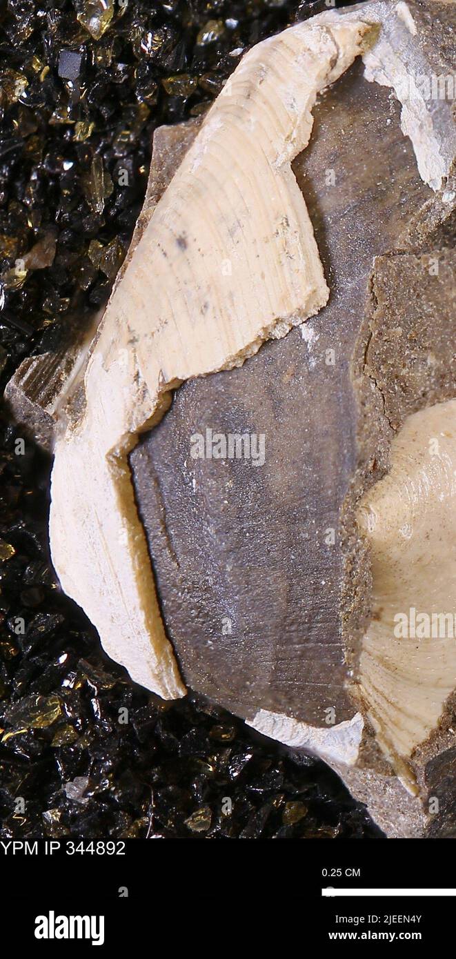 Limopsis striatopunctatus Evans & Schumard Stock Photo - Alamy