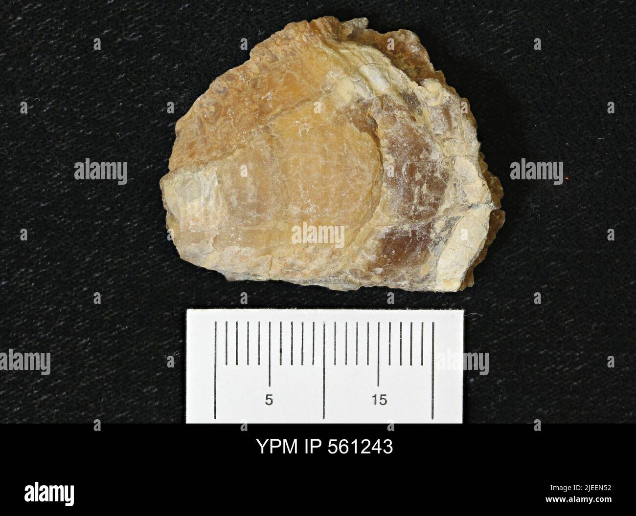 Inoceramus sp animalia hi-res stock photography and images - Alamy