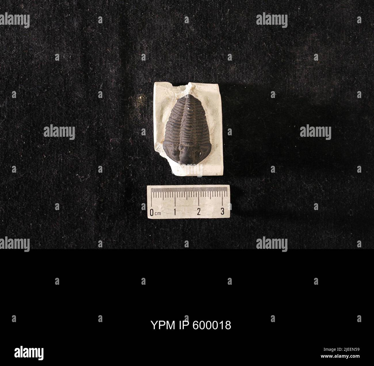 Calymene niagarensis Hall Stock Photo - Alamy