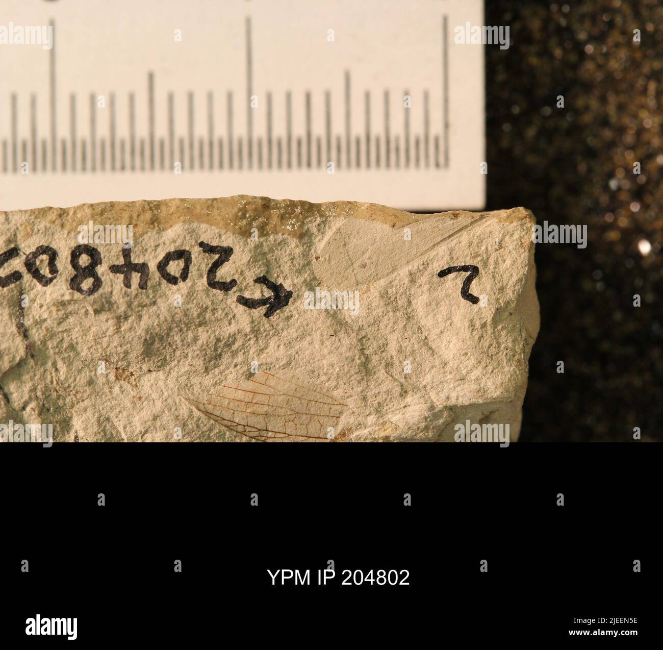 Probnis speciosa Sellards Stock Photo - Alamy