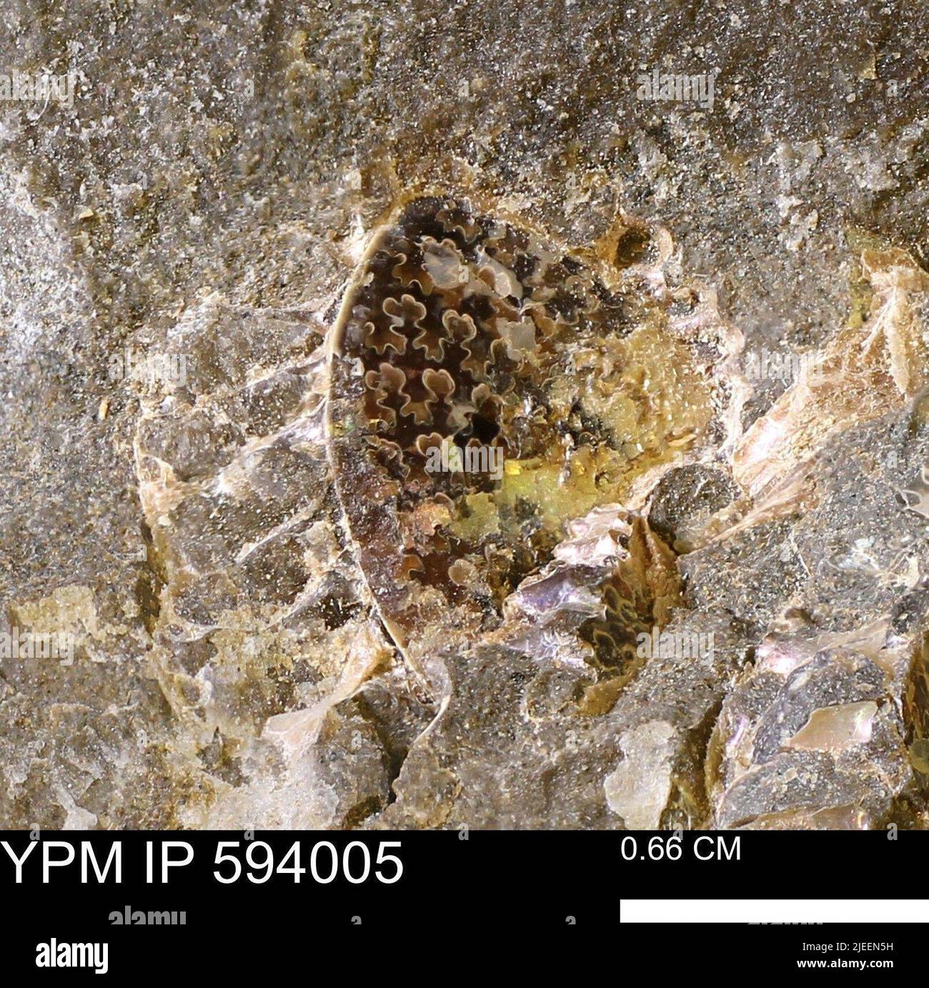 Sphenodiscus sp hi-res stock photography and images - Alamy