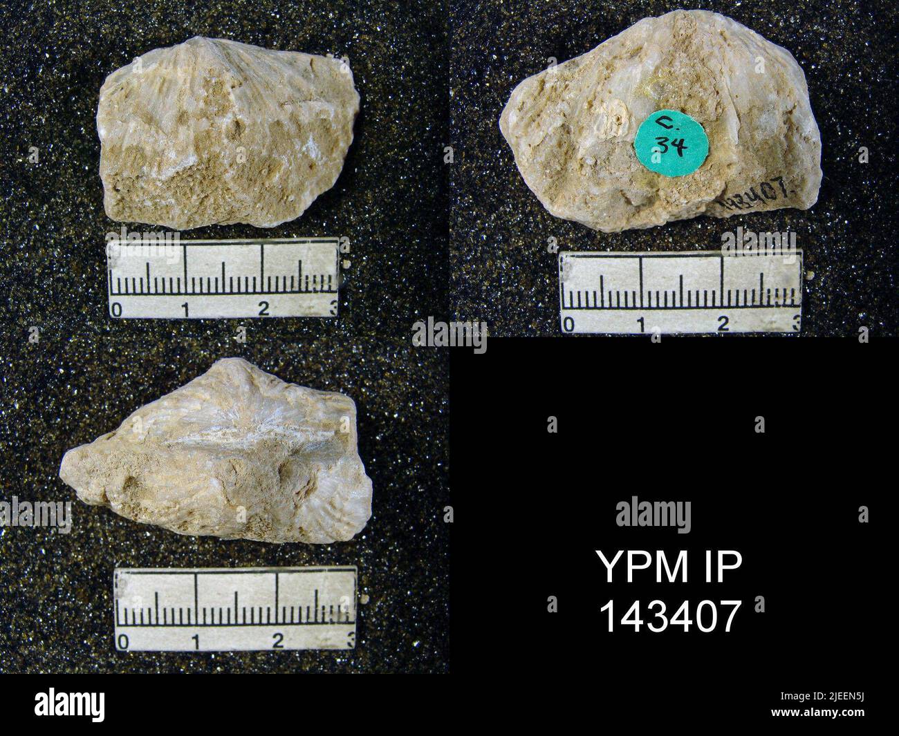 Spirifer (Neospirifer) musakheylensis Stock Photo - Alamy