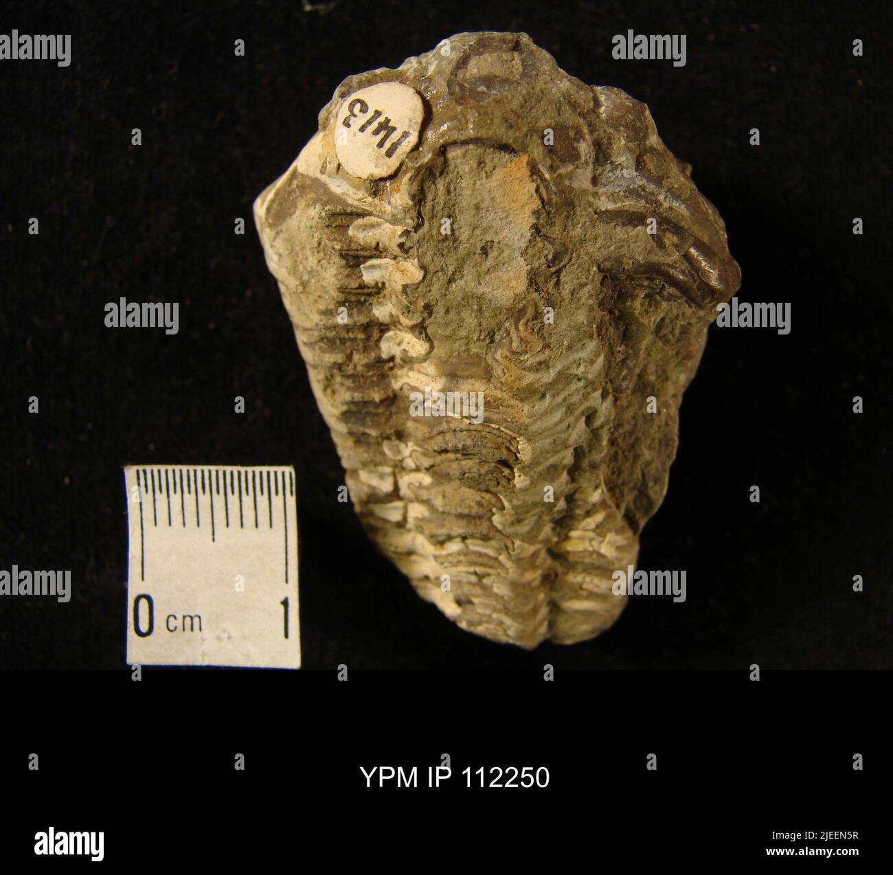 Calymene blumenbachi animalia hi-res stock photography and images - Alamy