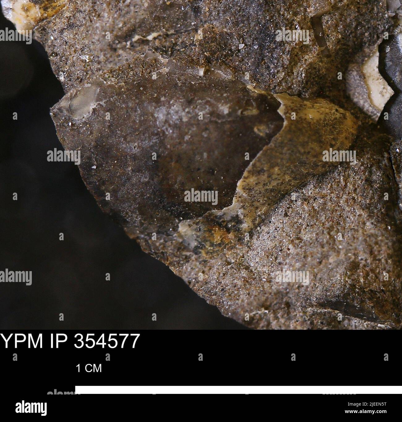 Pseudoptera subtortuosa (Meek & Hayden Stock Photo - Alamy