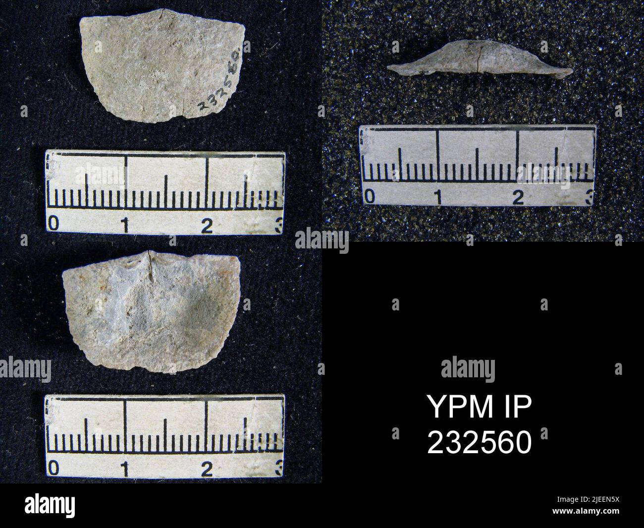 Chonetes granulifer Owen, 1852 Stock Photo - Alamy