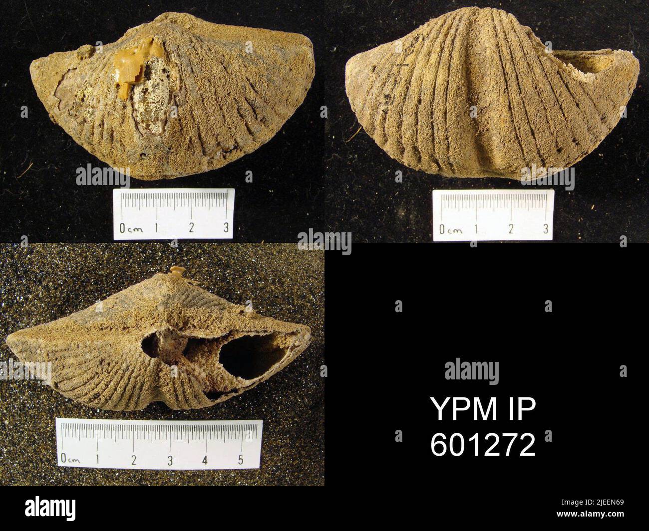 "Spirifer" intermedius Hall, 1859 Stock Photo - Alamy