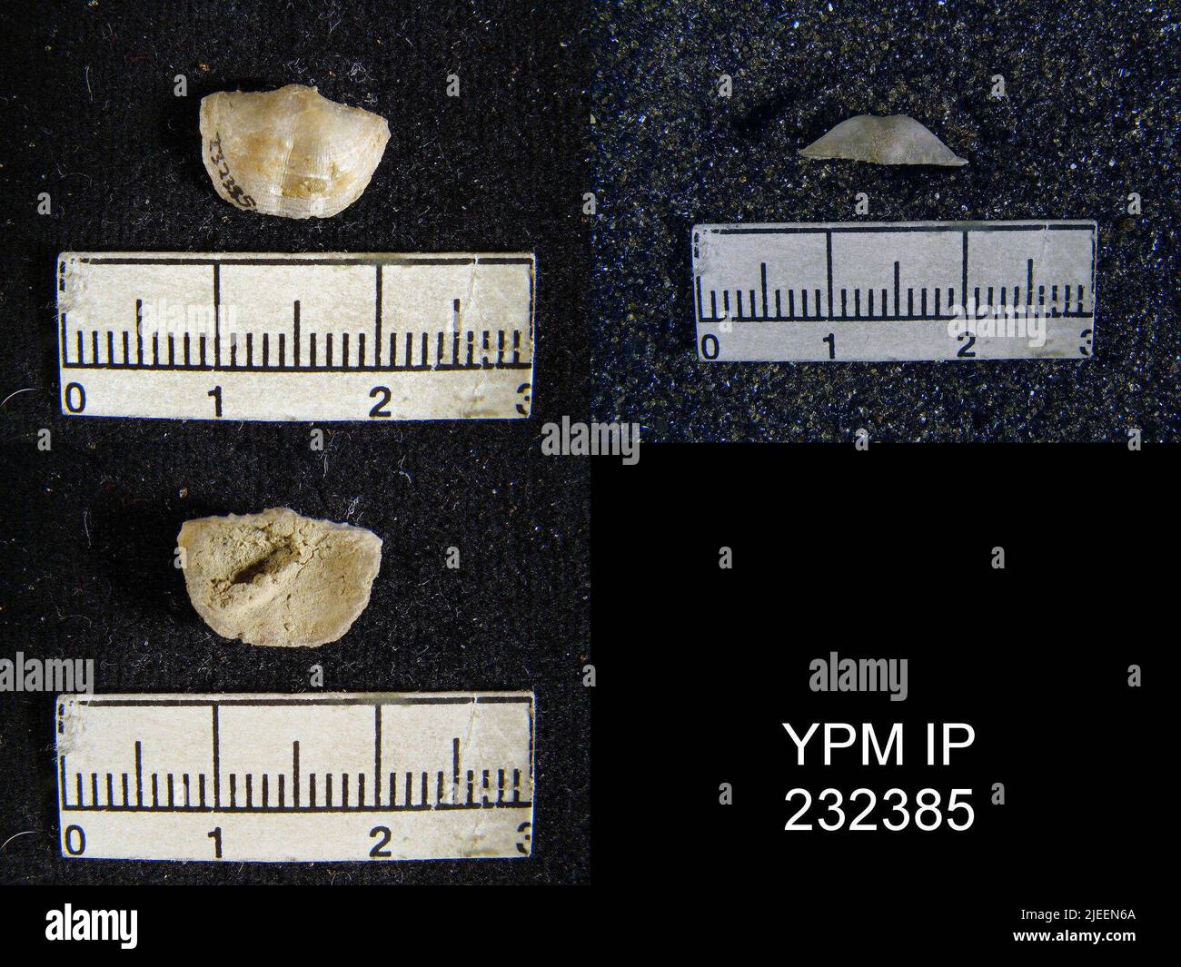 Chonetes granulifer armatus Girty Stock Photo - Alamy