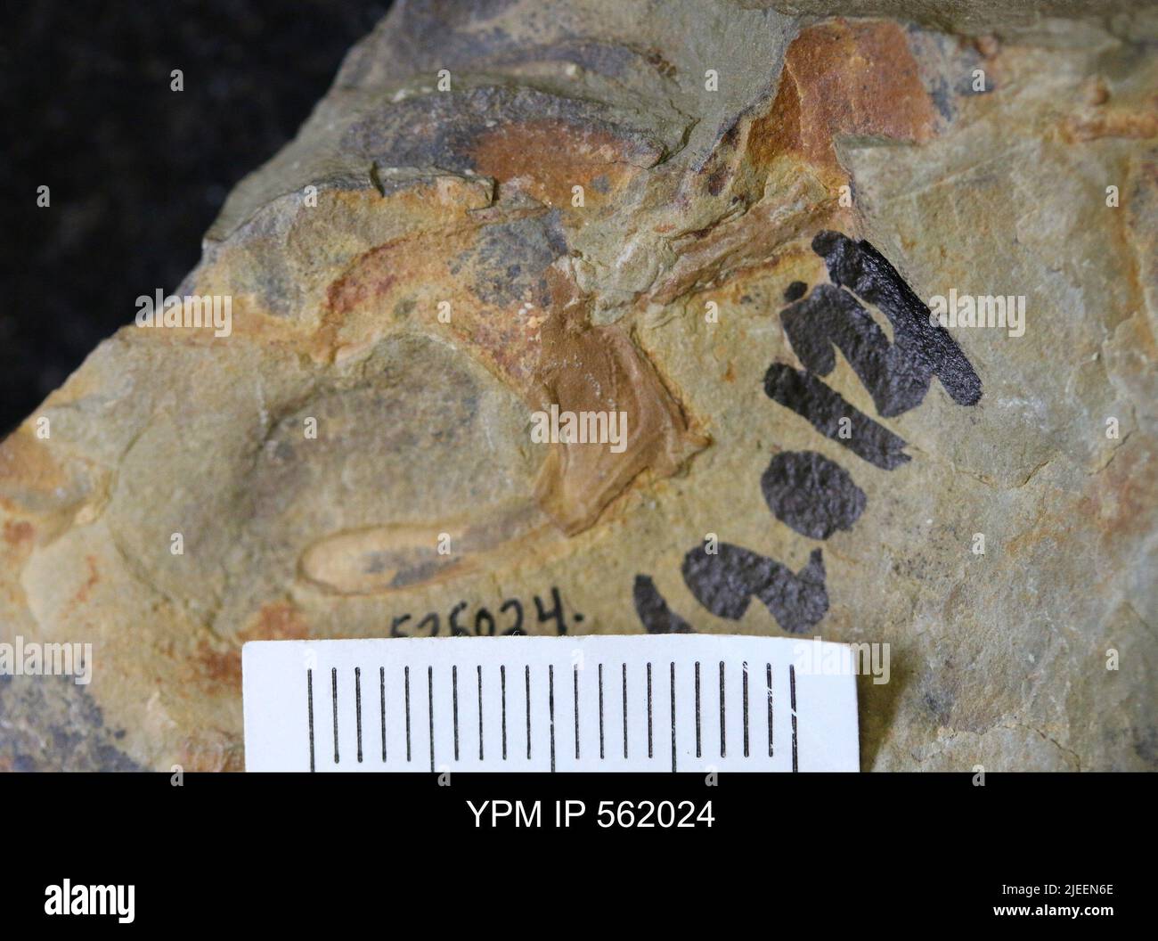 Cothurnocystis sp animalia hi-res stock photography and images - Alamy