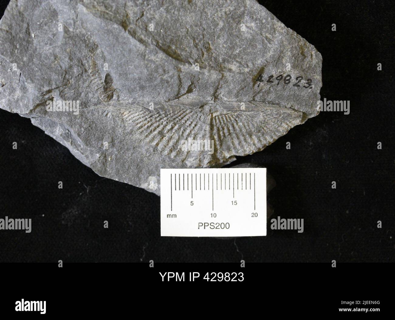 Mucrospirifer mucronatus animalia hi-res stock photography and images ...