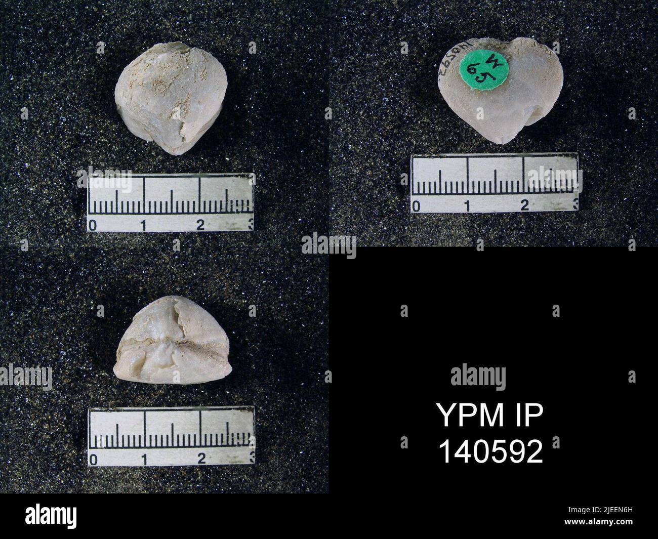 Spirigerella derbyi Waagen Stock Photo - Alamy