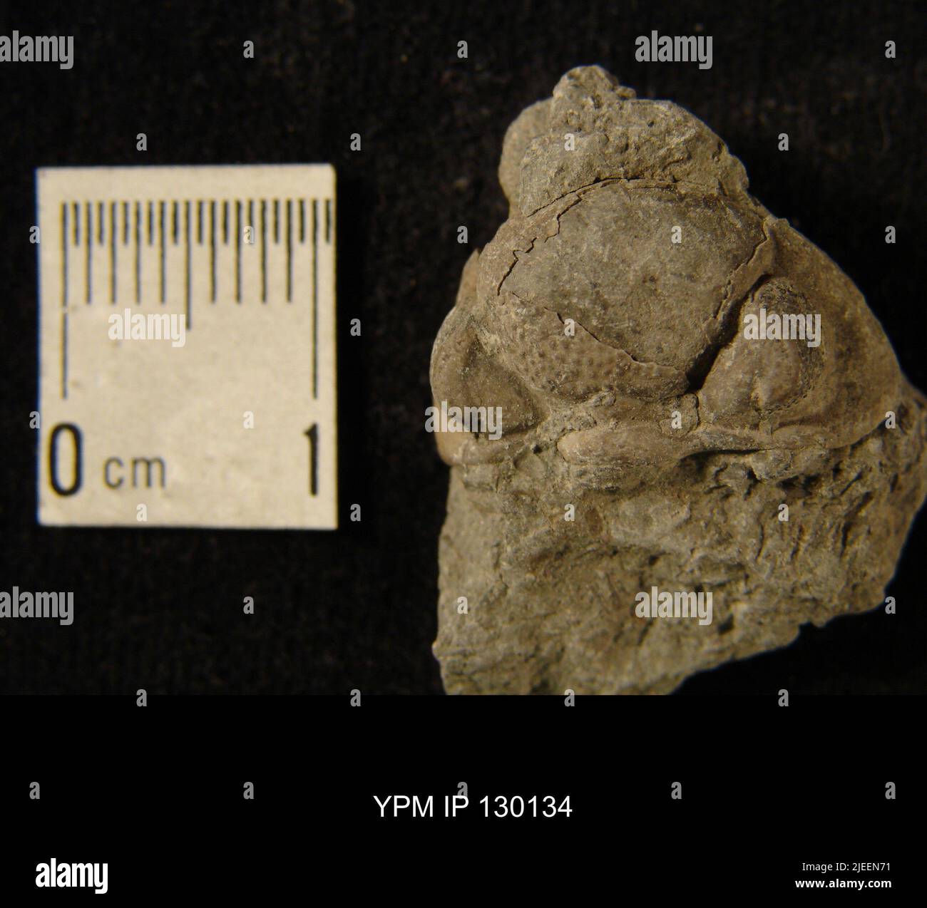 Eldredgeops rana (Green Stock Photo - Alamy