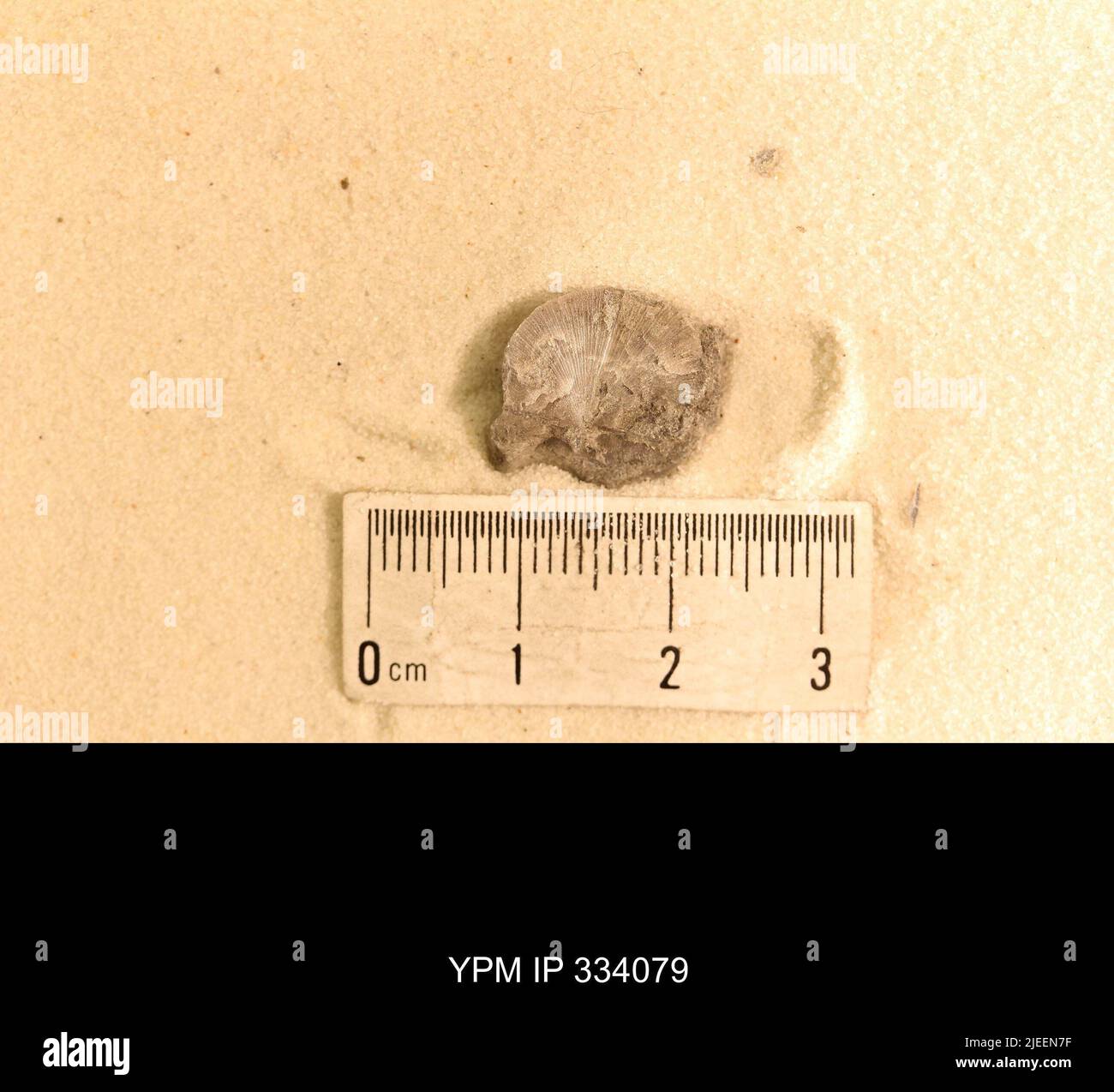 Rafinesquina squamula (James, 1874 Stock Photo - Alamy