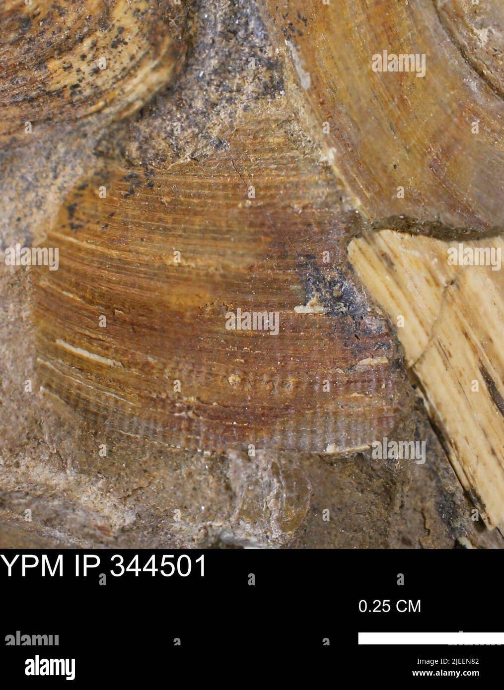 Limopsis striatopunctatus Evans & Schumard Stock Photo - Alamy