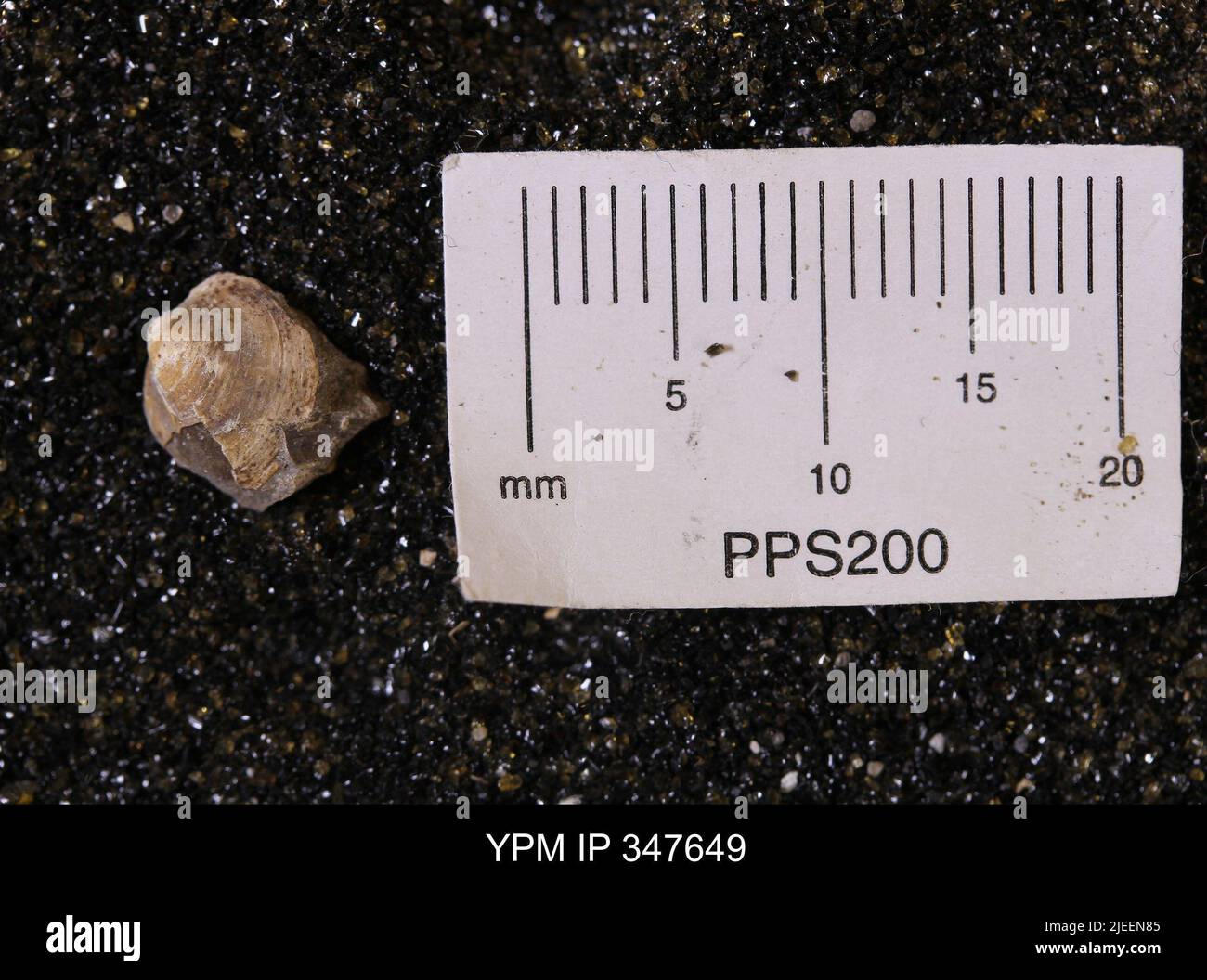 Limopsis striatopunctatus Evans & Schumard Stock Photo - Alamy