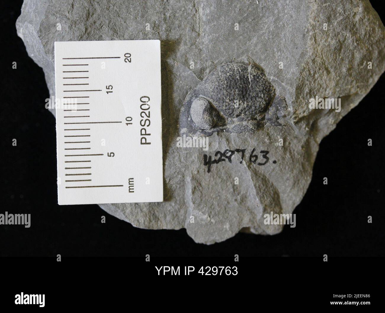 Eldredgeops rana (Green Stock Photo - Alamy