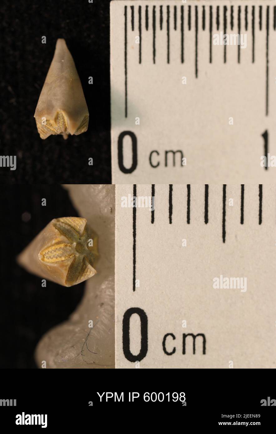 Codaster animalia hi-res stock photography and images - Alamy