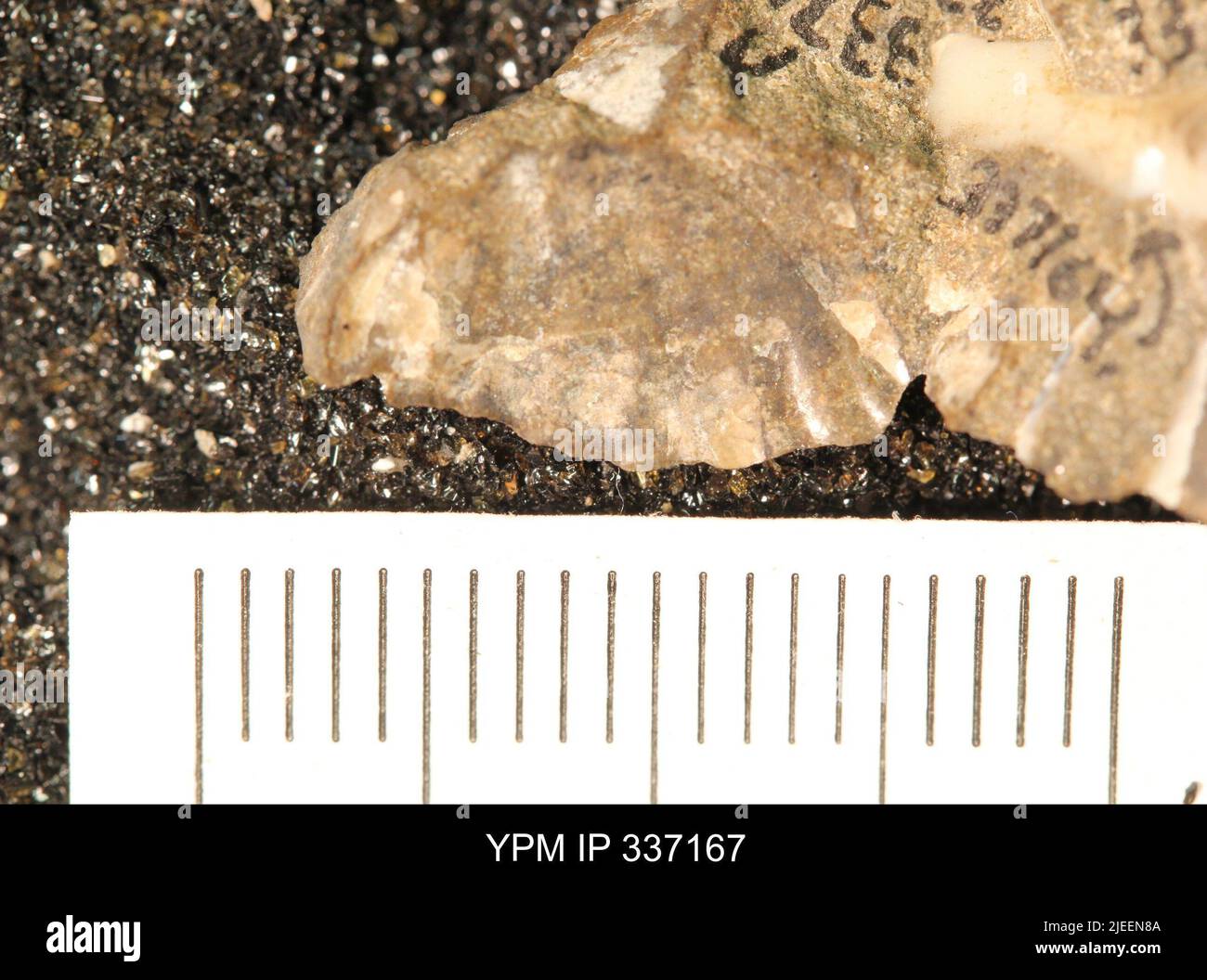 Tenuipteria argentea (Conrad, 1858 Stock Photo - Alamy