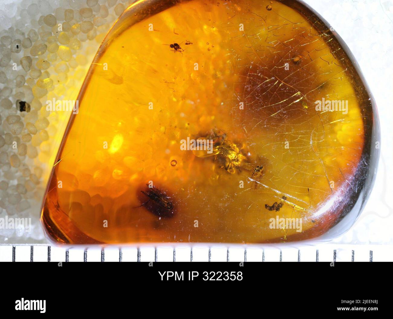 Lepidoptera taxonomy hi-res stock photography and images - Alamy