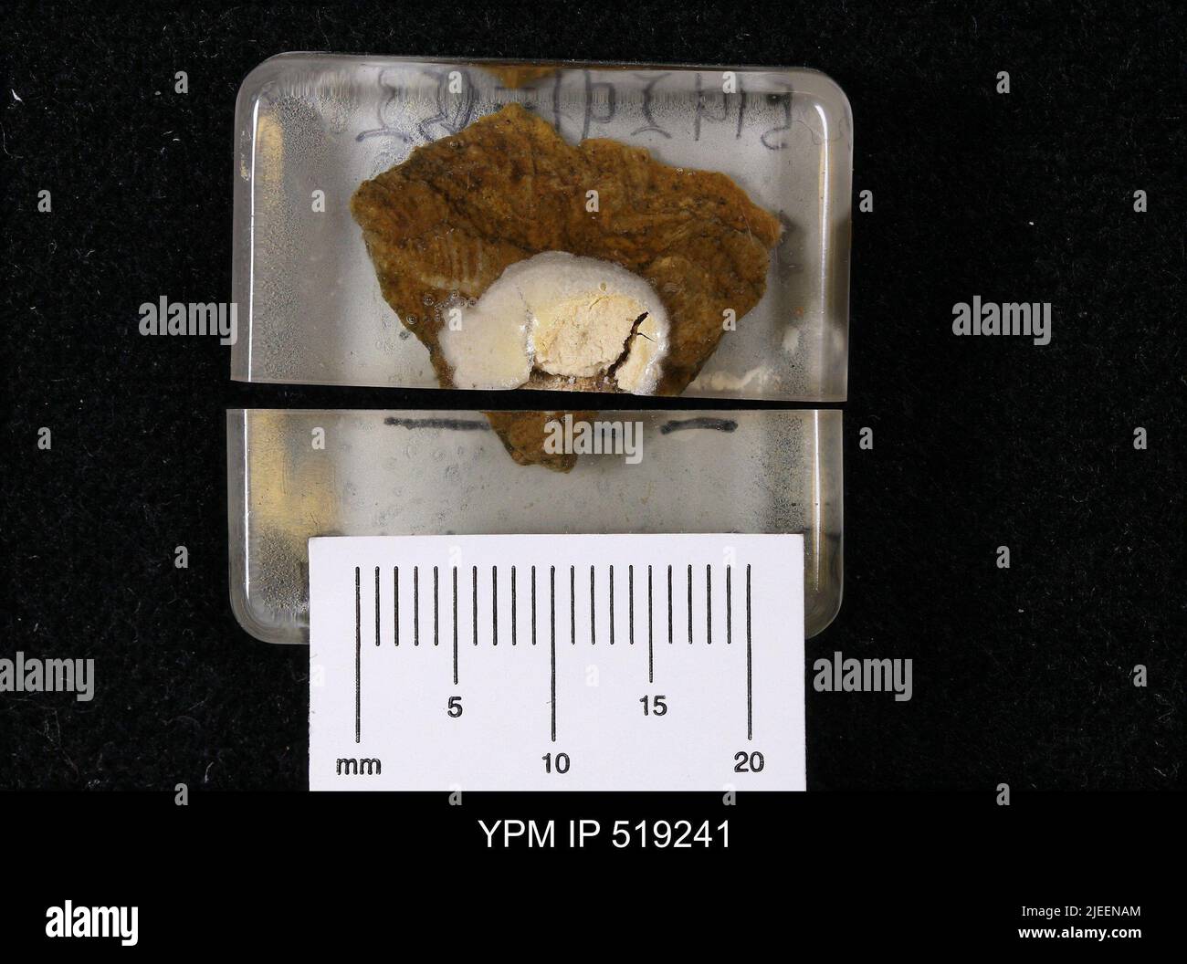 Polydactylus hi-res stock photography and images - Alamy