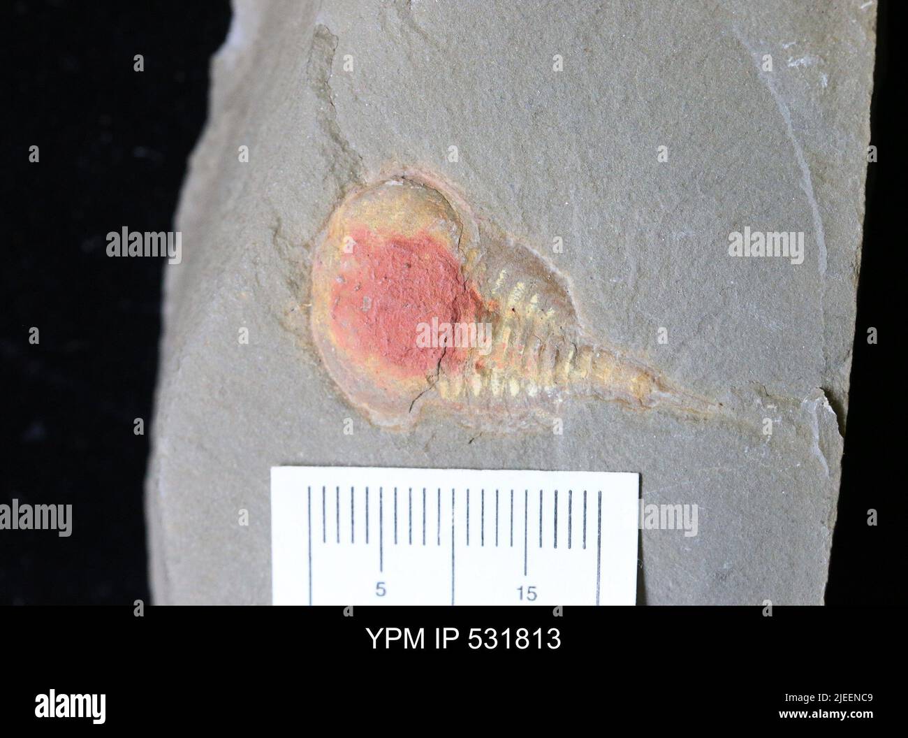 Xiphosurida hi-res stock photography and images - Alamy