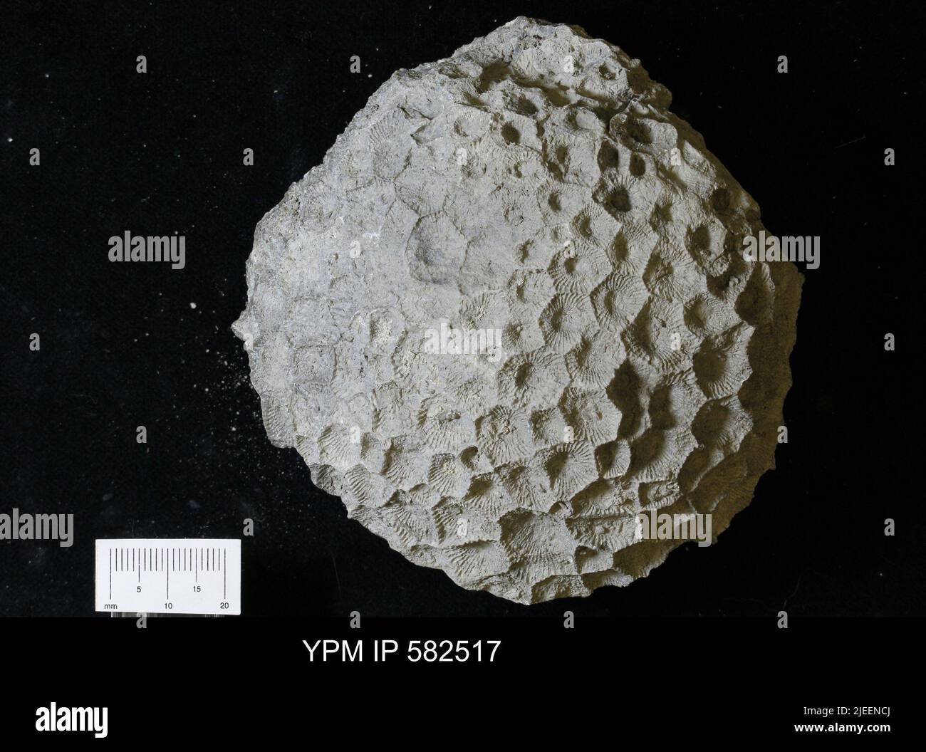 Hexagonaria sp hi-res stock photography and images - Alamy