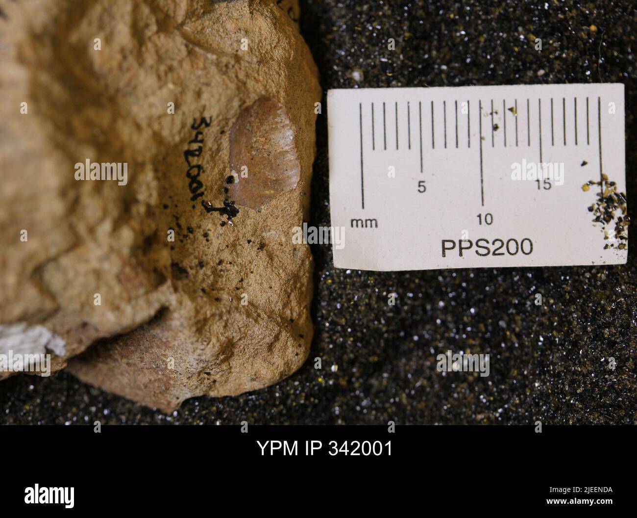 Scaphitidae hi-res stock photography and images - Alamy