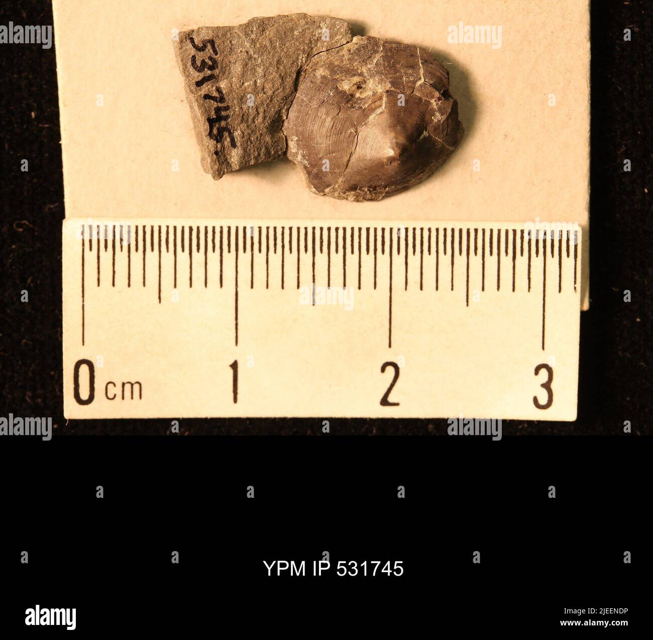 Orbiculoidea lodiensis media Hall, 1863 Stock Photo - Alamy