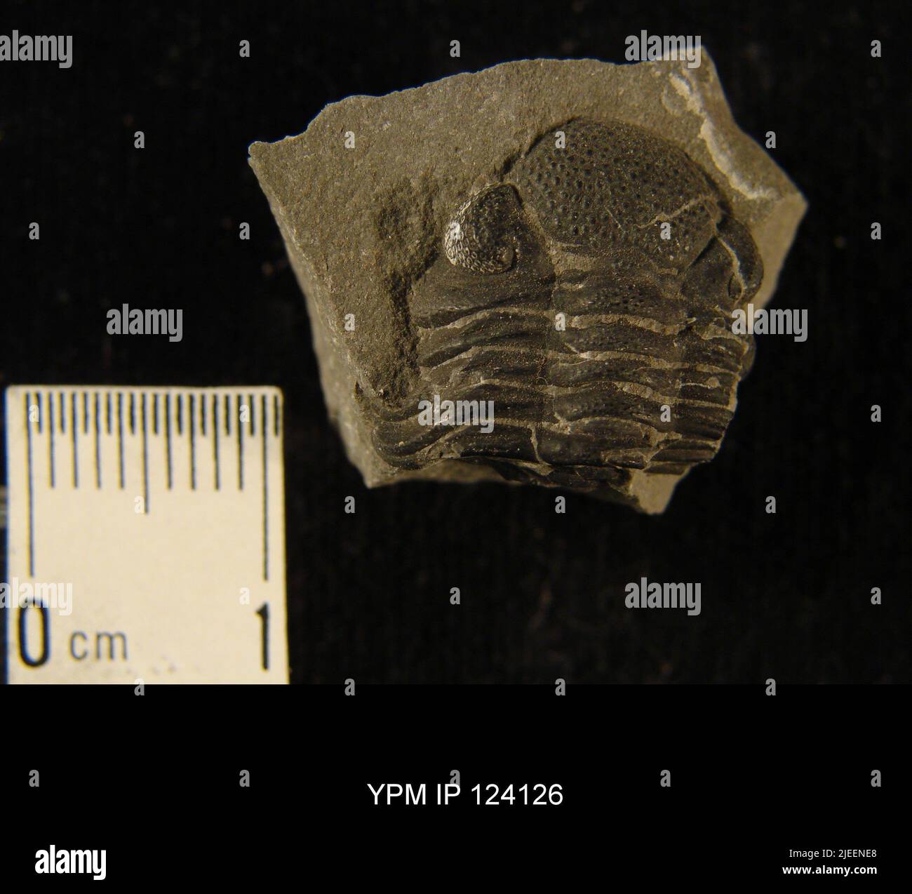 Phacops rana hi-res stock photography and images - Alamy