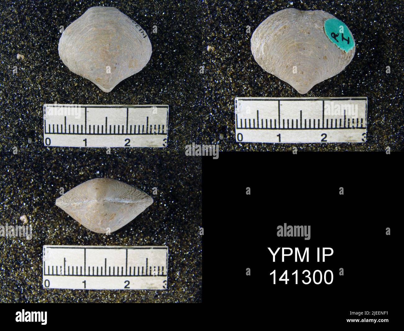 Athyris hi-res stock photography and images - Alamy