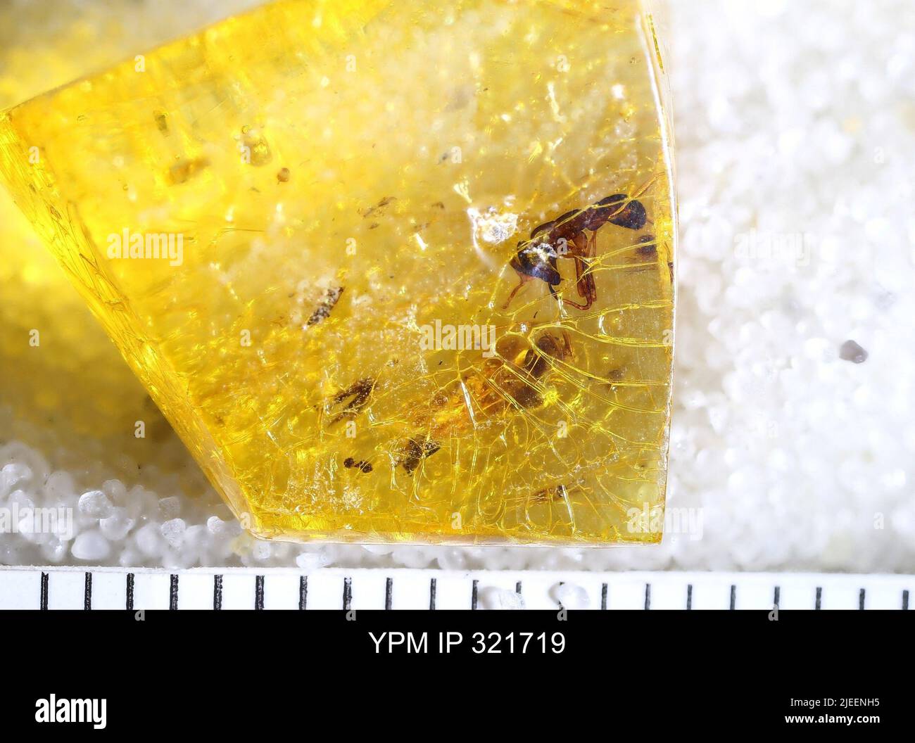 Ant family formicidae head hi-res stock photography and images - Alamy