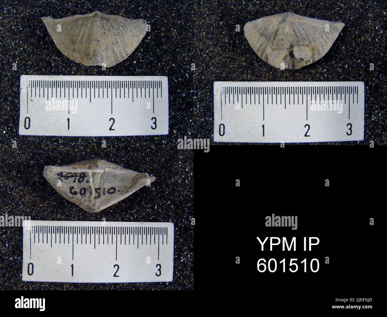 Spirifera hi-res stock photography and images - Alamy