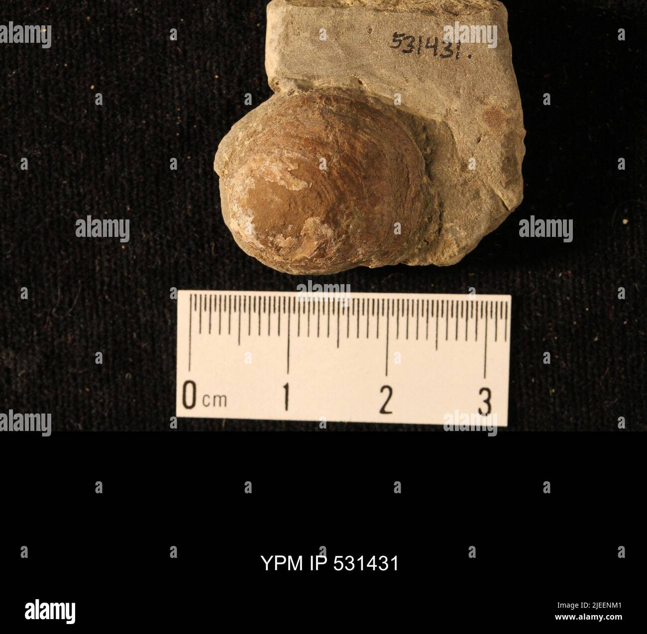 Lingulodiscina pleurites meek hi-res stock photography and images - Alamy