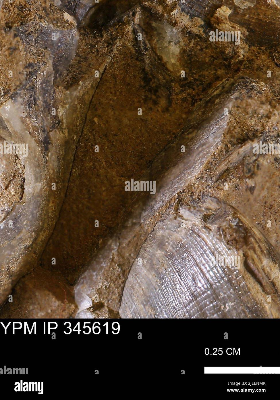 Undet bivalvia animalia hi-res stock photography and images - Alamy