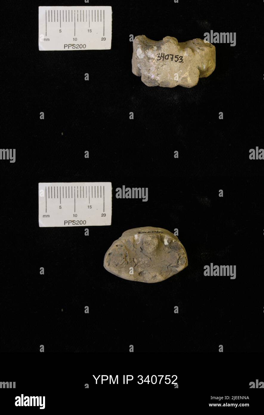 Baculites sp animalia hi-res stock photography and images - Alamy