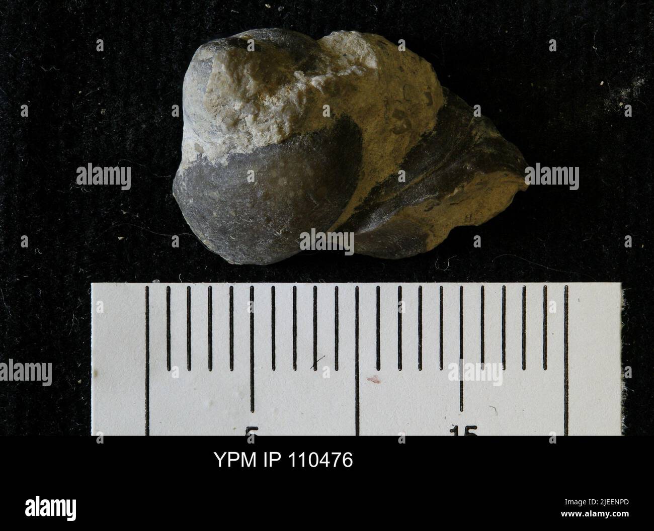 Lingula brachiopod hi-res stock photography and images - Alamy