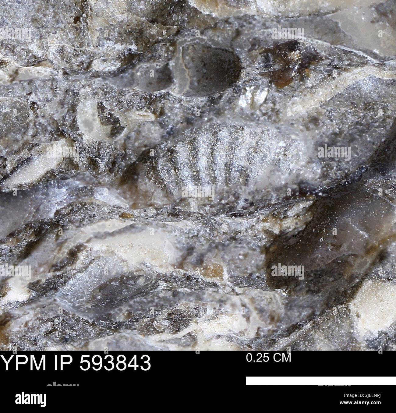 Mollusca ammonoidea hi-res stock photography and images - Alamy