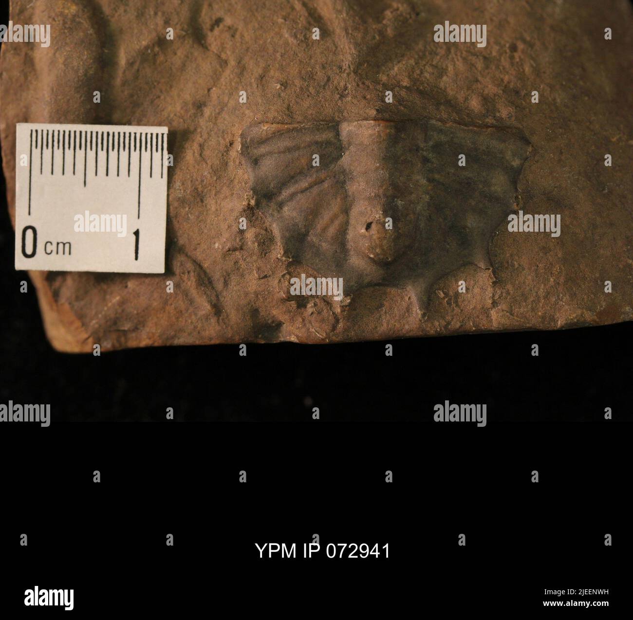 Olenoides fossil hi-res stock photography and images - Alamy