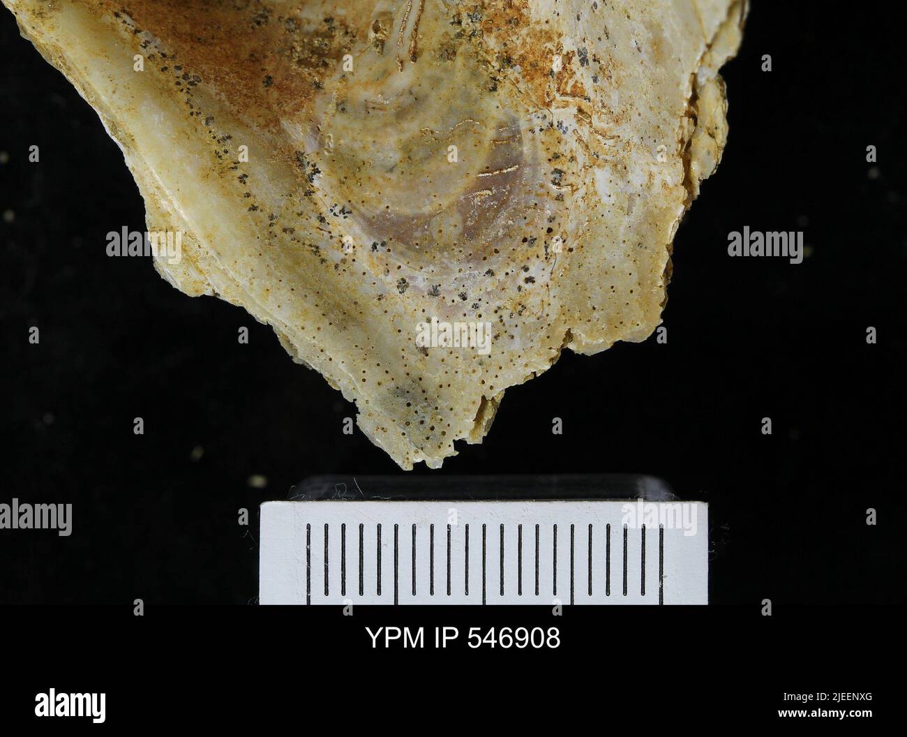 Undet clionidae animalia hi-res stock photography and images - Alamy