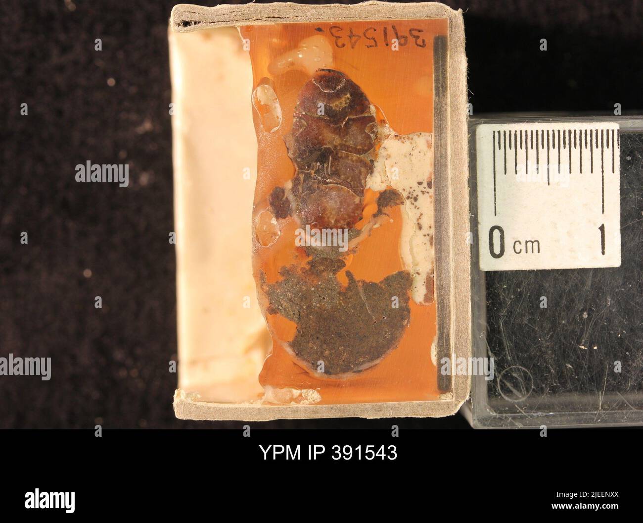 Scaphites whitfieldi Cobban Stock Photo - Alamy