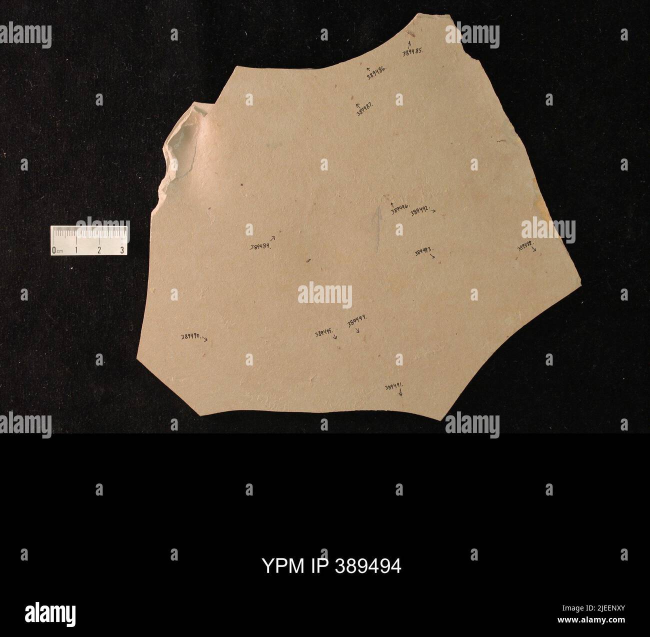 Undet pterygota animalia hi-res stock photography and images - Alamy