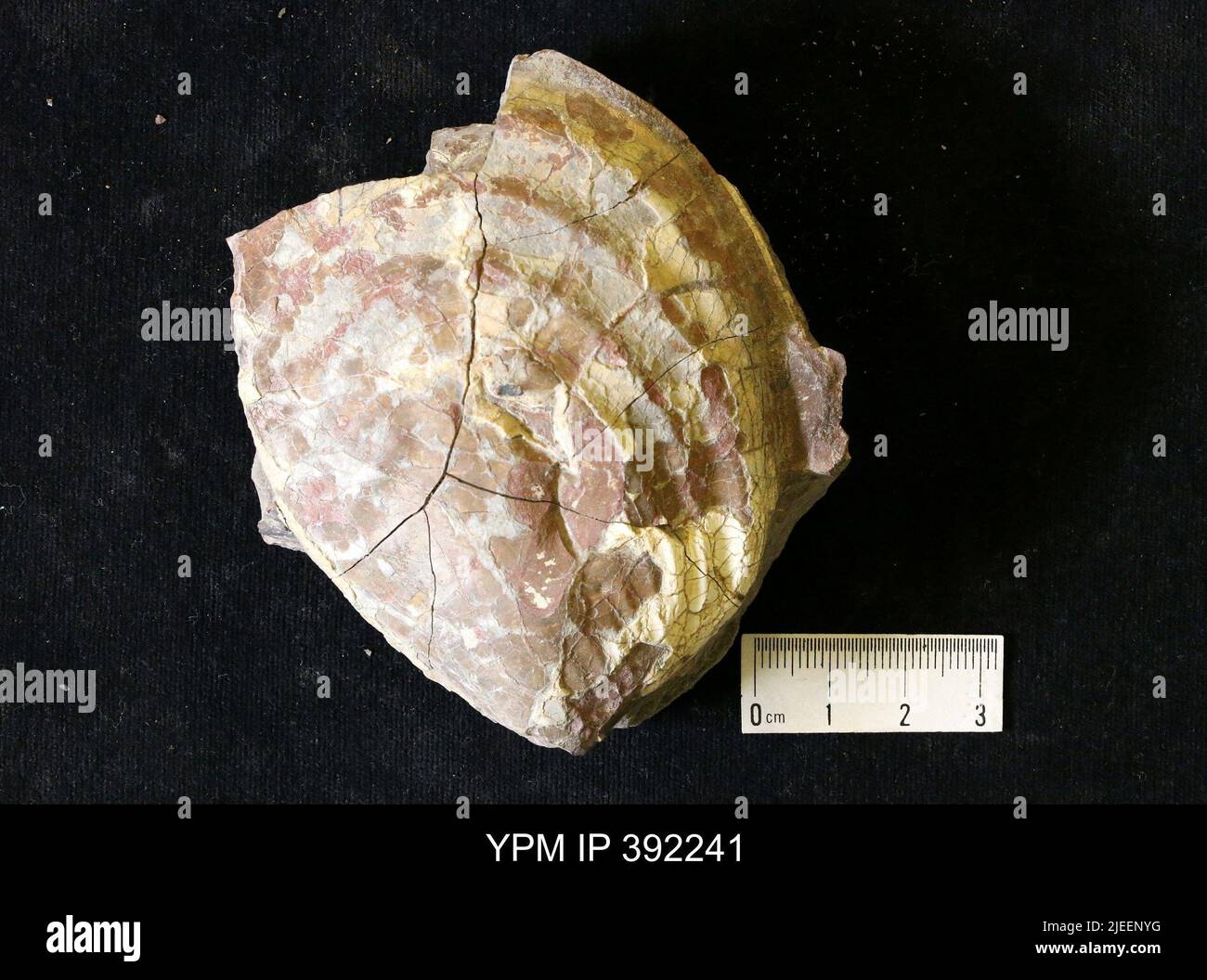 Undet inoceramidae animalia hi-res stock photography and images - Alamy