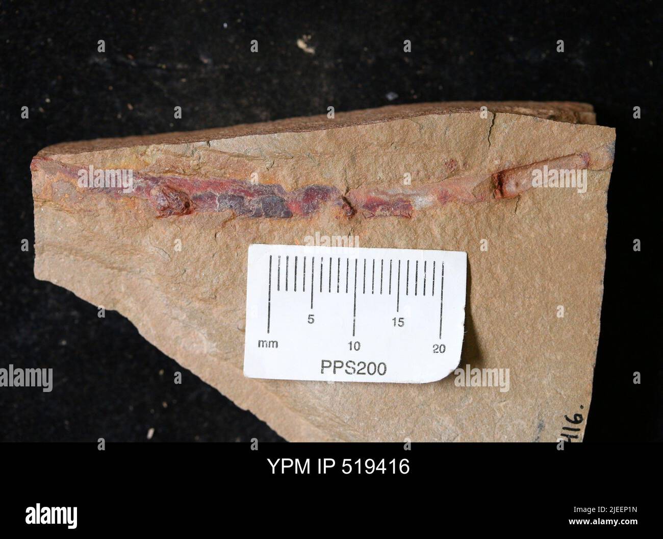 Sphenothallus sp animalia hi-res stock photography and images - Alamy