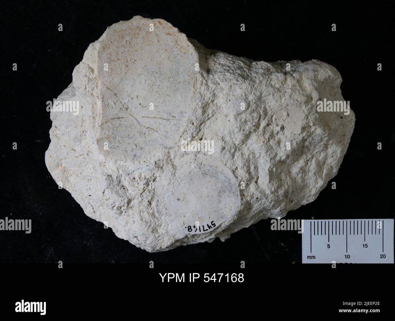 Foraminifera forams hi-res stock photography and images - Alamy