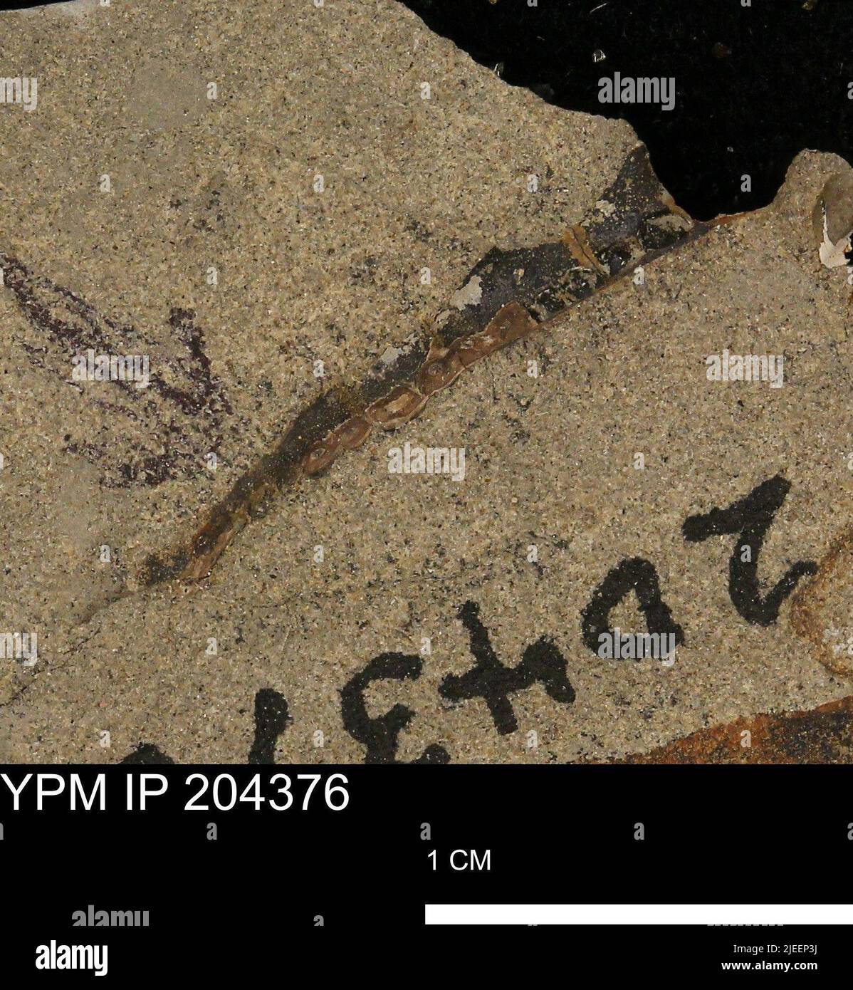 Diversity of crustacean species hi-res stock photography and images - Alamy