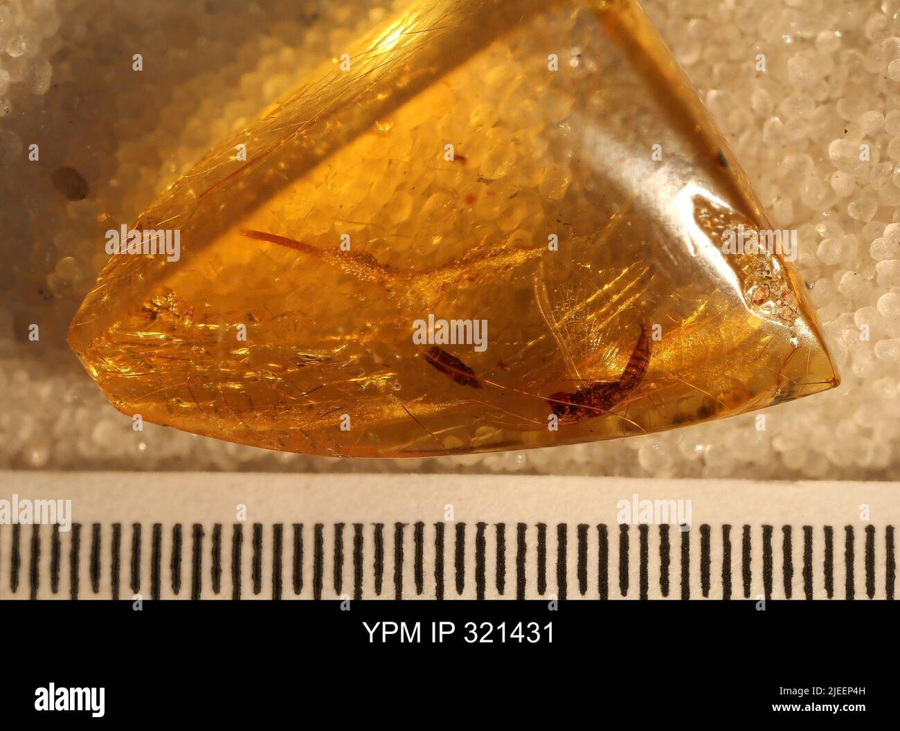 Mayfly larvae hi-res stock photography and images - Alamy