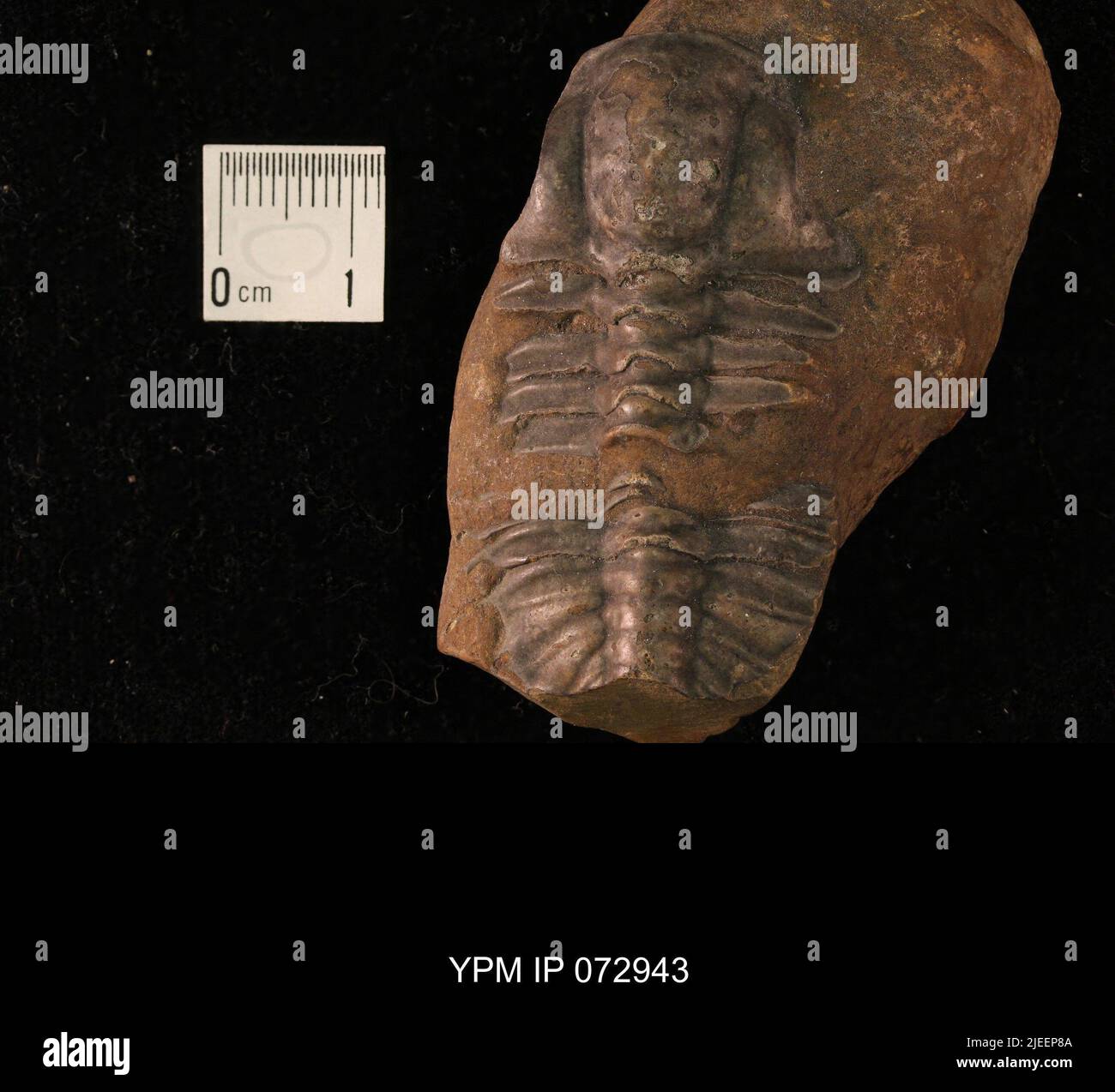 Olenoides hi-res stock photography and images - Alamy