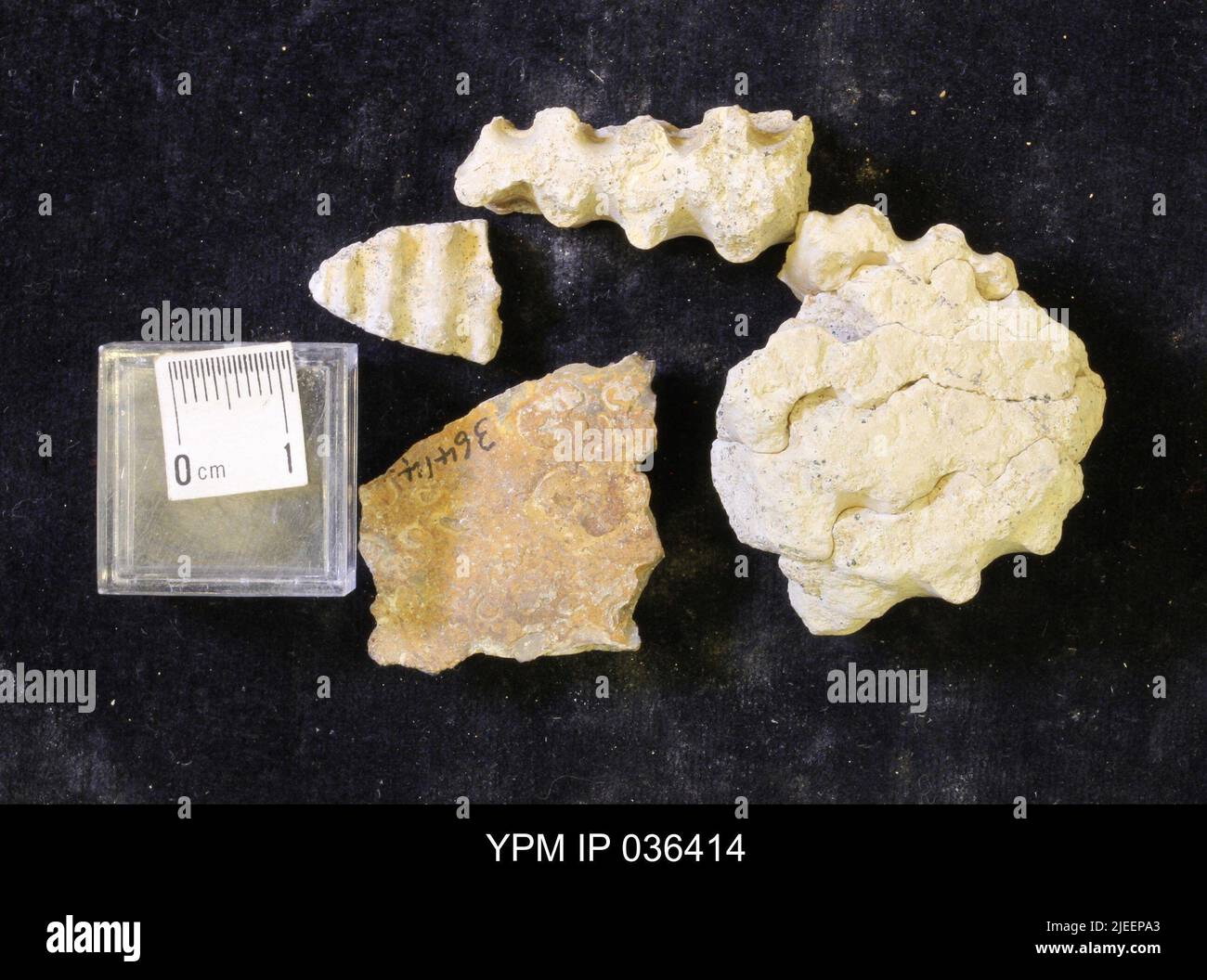 Sphenodiscus hi-res stock photography and images - Alamy