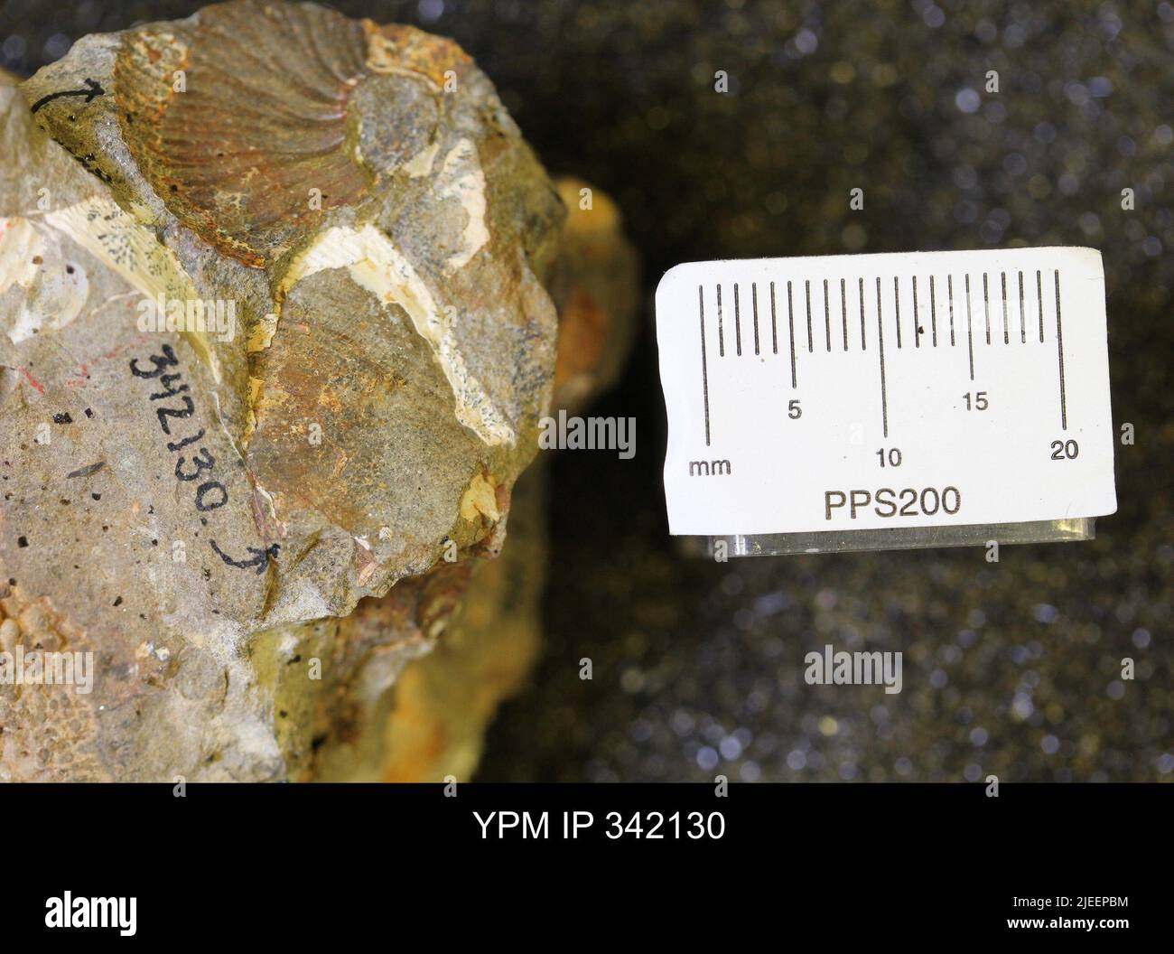 Scaphitidae animalia hi-res stock photography and images - Alamy