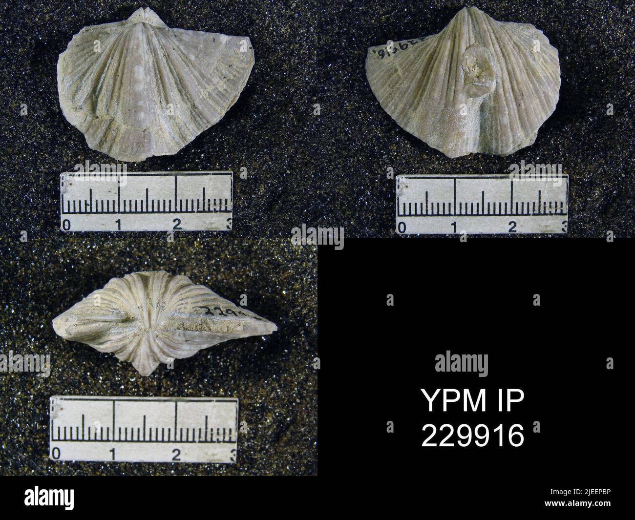 Neospirifer dunbari animalia hi-res stock photography and images - Alamy