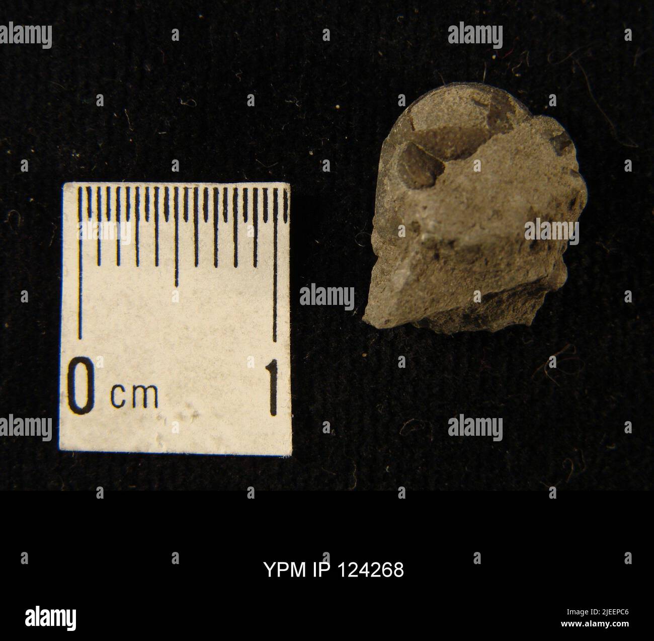 Phacops rana green animalia hi-res stock photography and images - Alamy